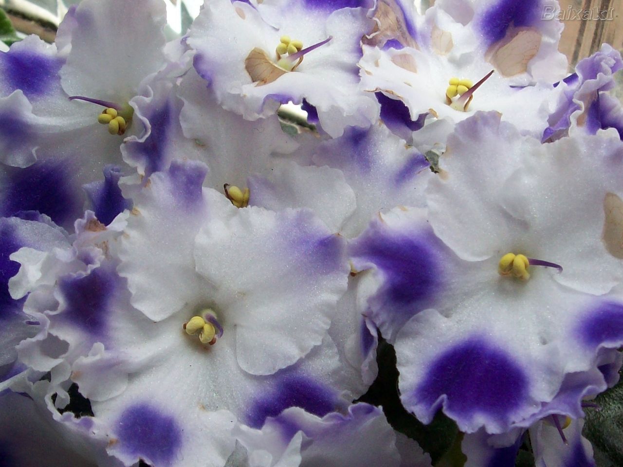 Belas Artes Crochê e Cia: Aprenda tudo sobre as violetas